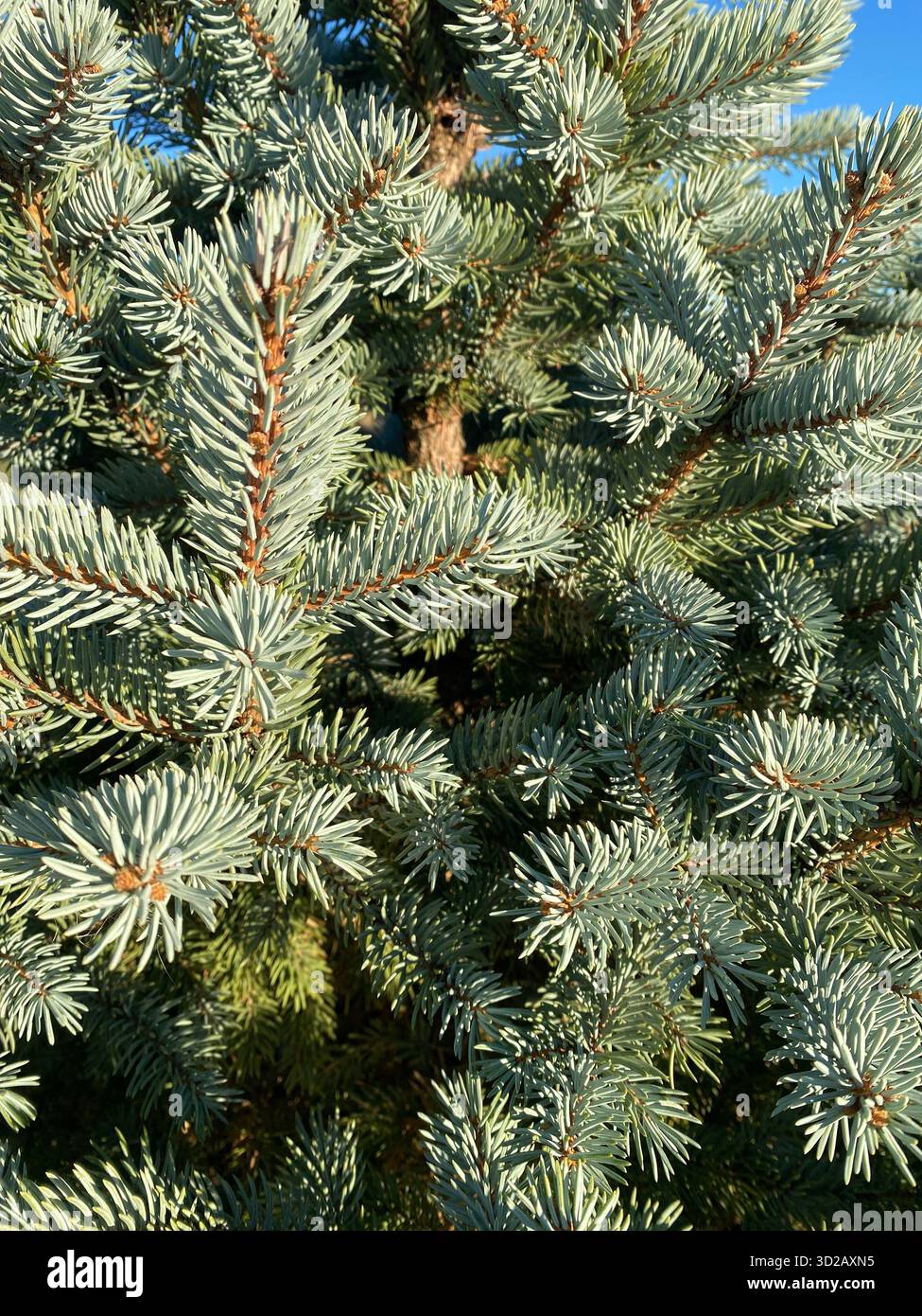 Colorado blue spruce tree with a little blue sky on a tree farm, ready ...