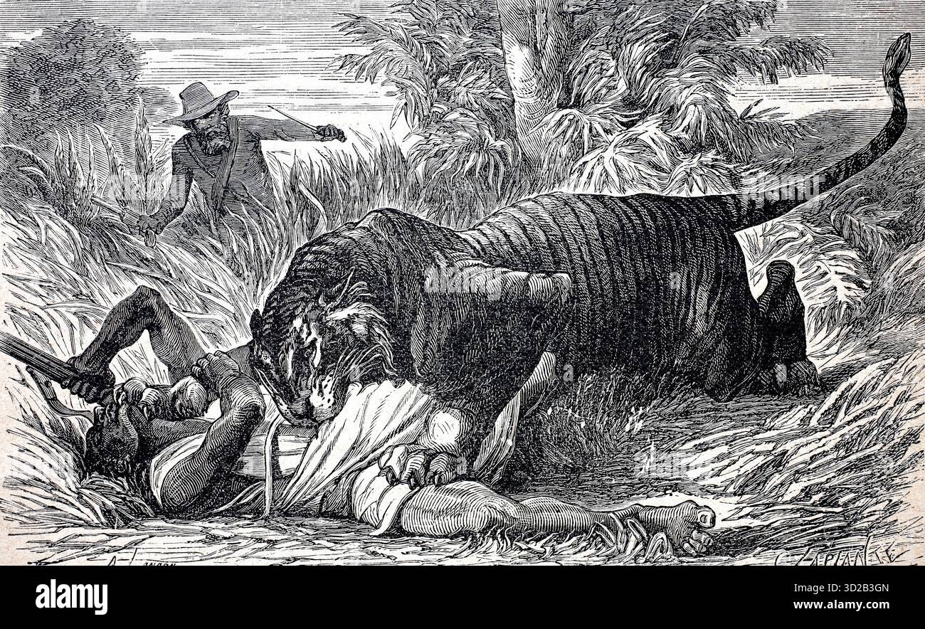 Tiger has attacked a local hunter, another hunter rushes to help, 1880 ...