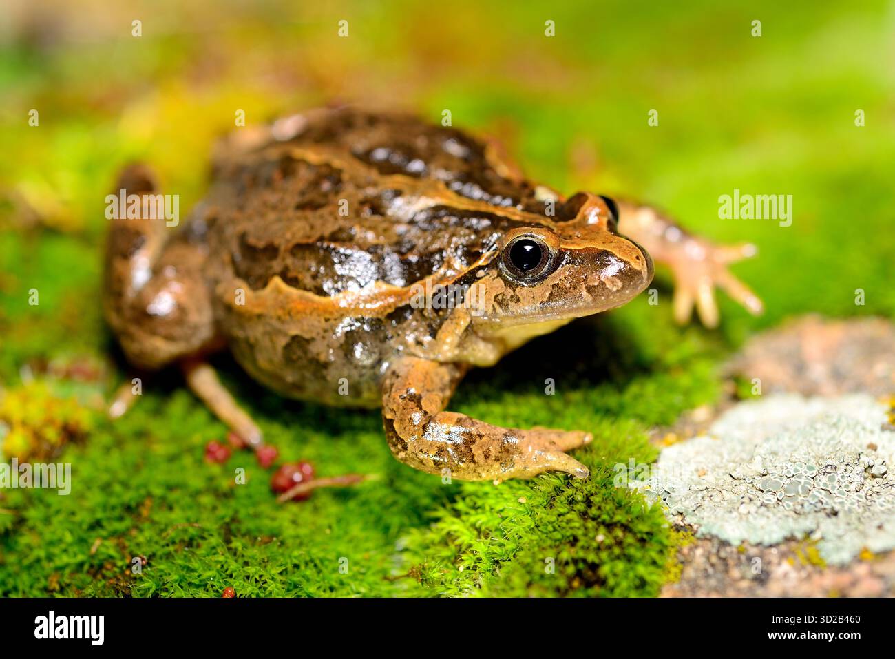 Ra das veigas hi-res stock photography and images - Alamy