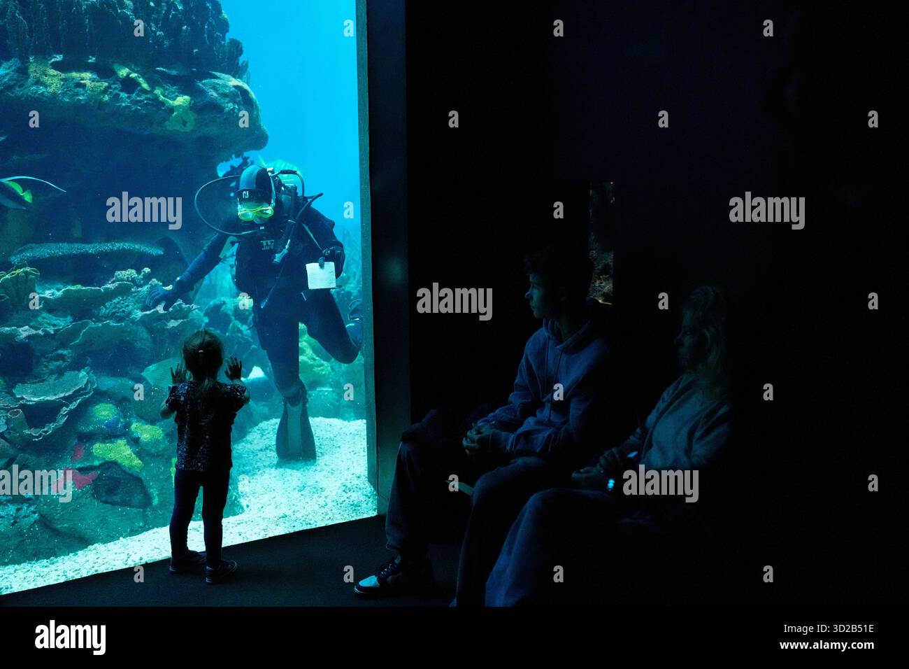 A child and a diver working inside the main tank of the oceanarium look ...