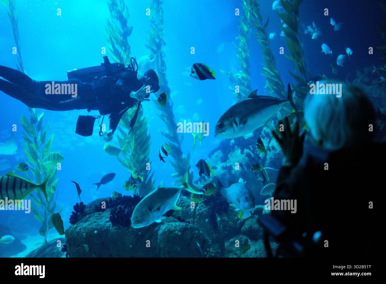 A diver working inside the main tank of the oceanarium waves back at an ...
