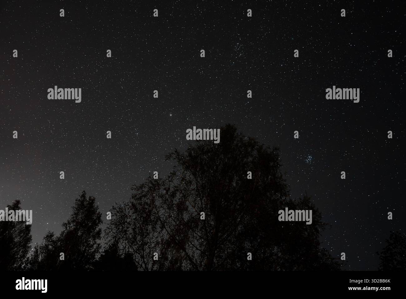 Wide angle night stars over silhouetted treetops with clusters Stock ...