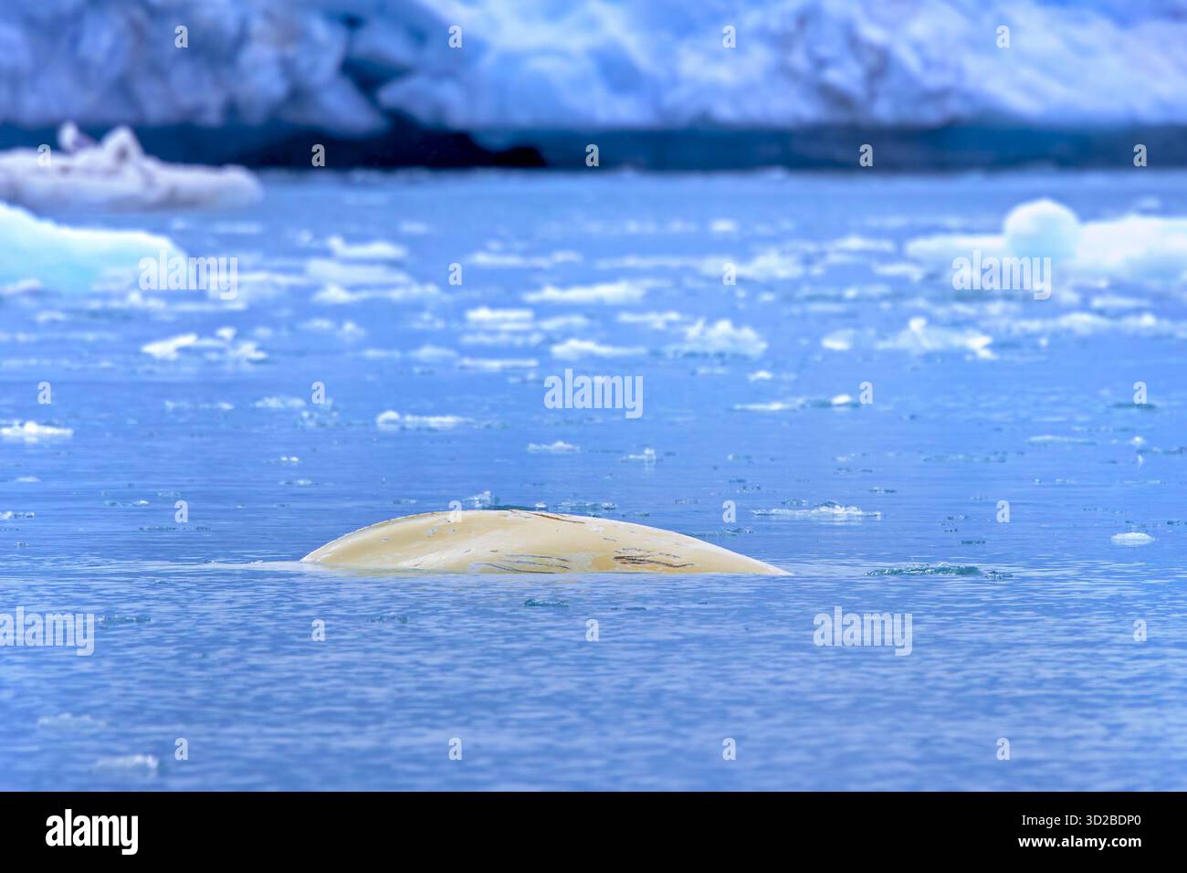 Surfacing beluga whale / white whale (Delphinapterus leucas) showing ...