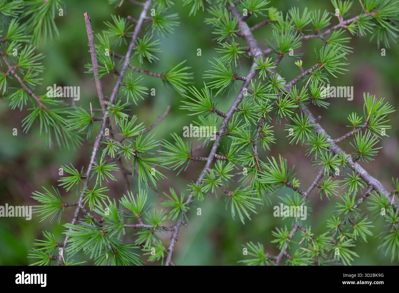 Atlas cedar (Cedrus atlantica) is a cedar native to the Atlas Mountains ...