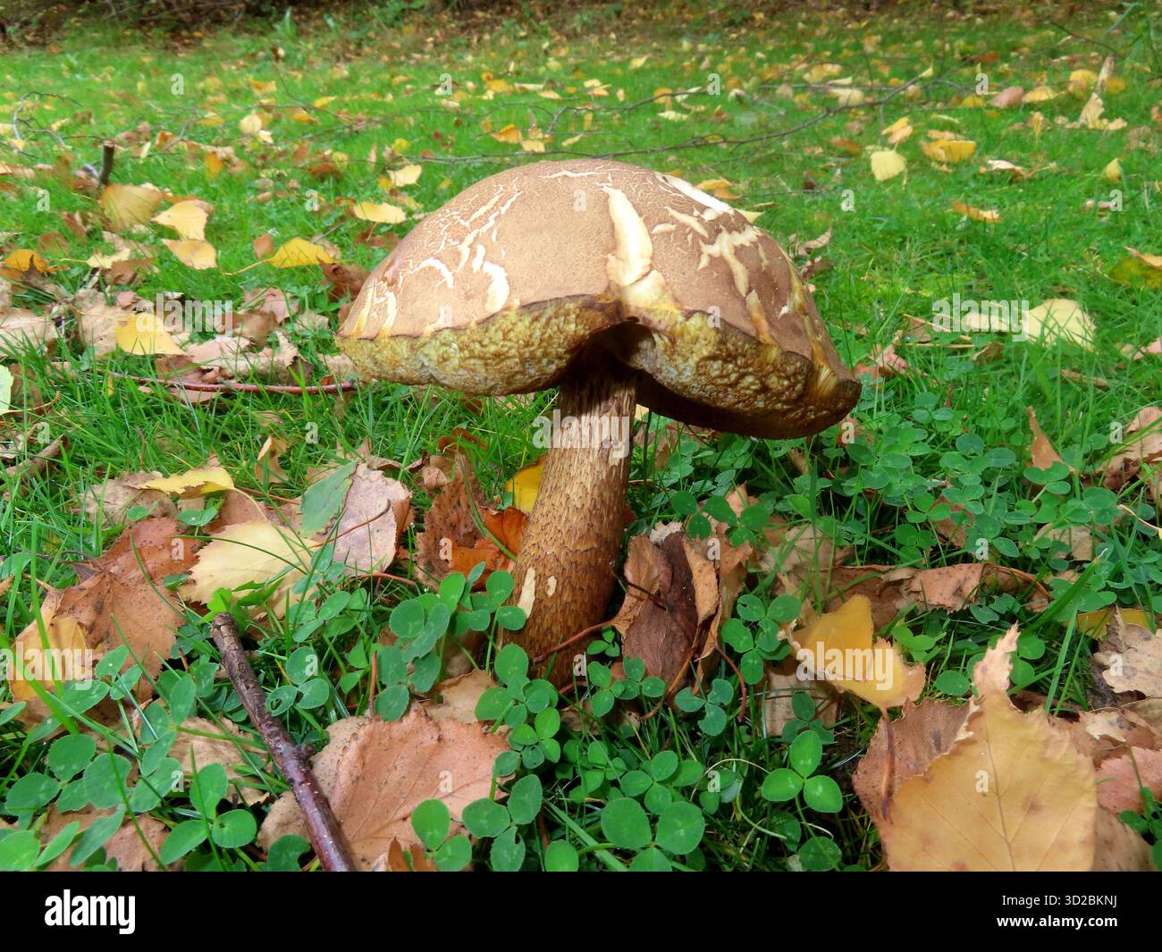 welch stattliches Exemplar - dieser Birkenpilz Birkenpilz ausgereift ...
