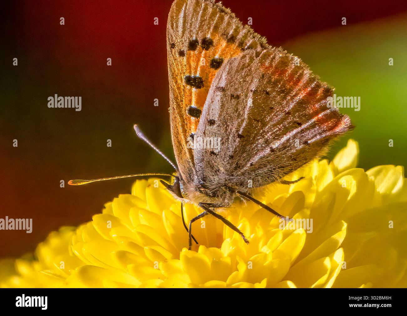 Strandja mountians Bulgaria; 31th October 2025; Last days of warm er ...
