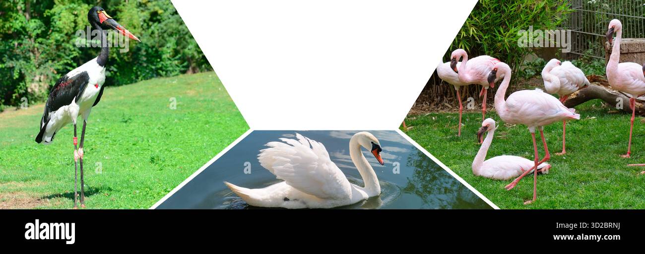 This diagonal photo collage features three different water bird species ...