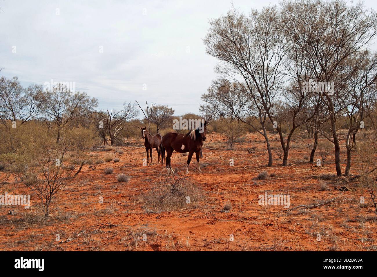 Feral horses western australia hi-res stock photography and images - Alamy