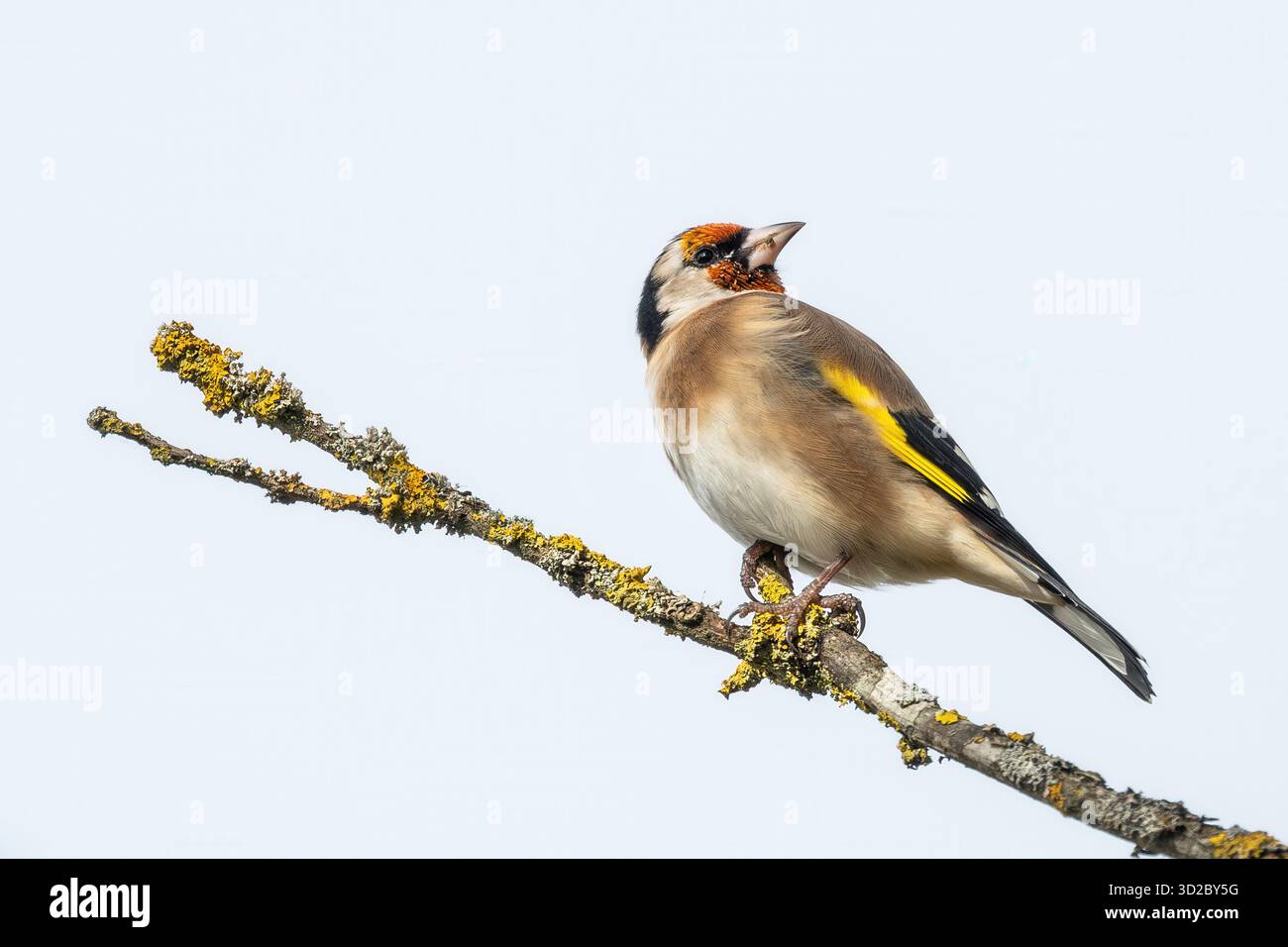 31 October 2025, Baden-Württemberg, Rottweil: A goldfinch clings to a ...