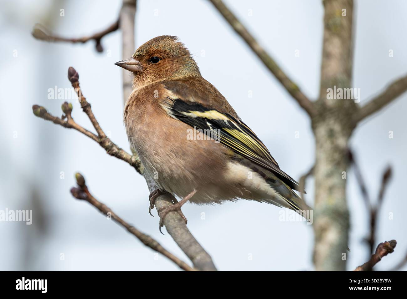 31 October 2025, Baden-Württemberg, Rottweil: A female chaffinch clings ...