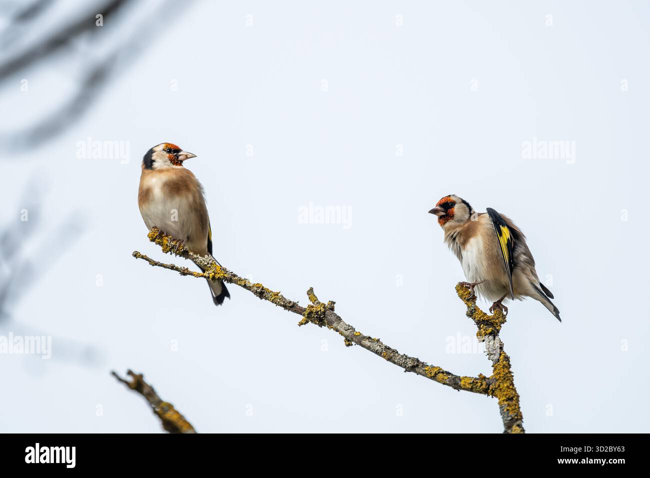 31 October 2025, Baden-Württemberg, Rottweil: Two goldfinches cling to ...