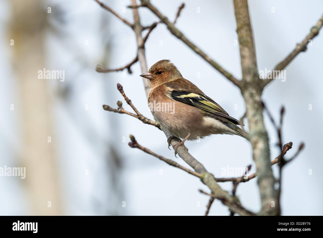 31 October 2025, Baden-Württemberg, Rottweil: A female chaffinch clings ...