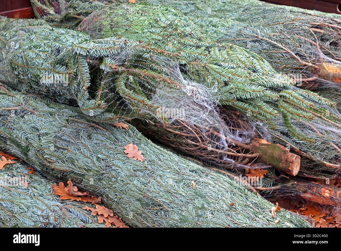 Tannenbäume als Dekoration Nadelgehölze liegen für die Gestaltung von ...