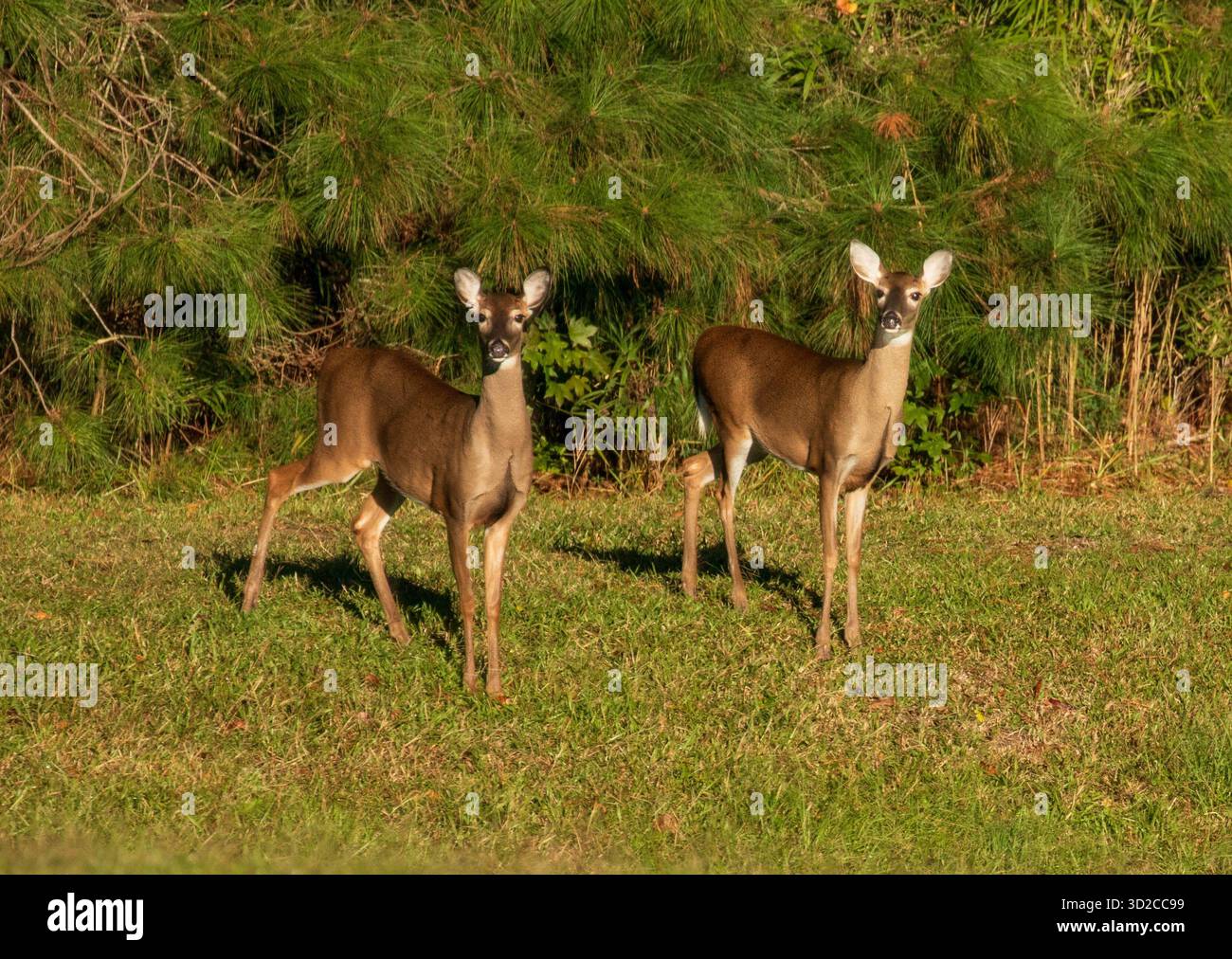 Deer north carolina hi-res stock photography and images - Alamy