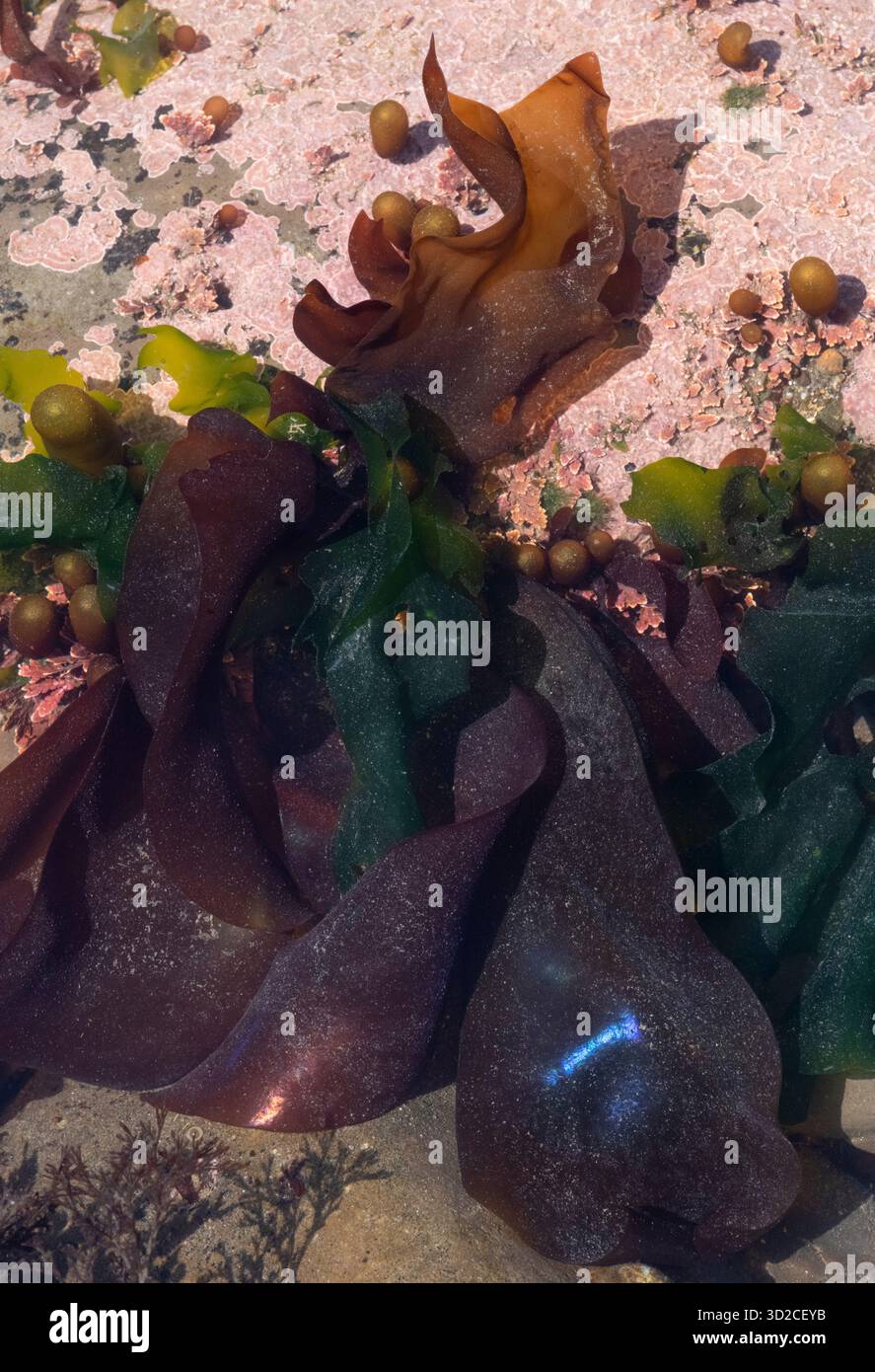 Life in a tidepool, Bowling Ball Beach, Mendocino County, California ...