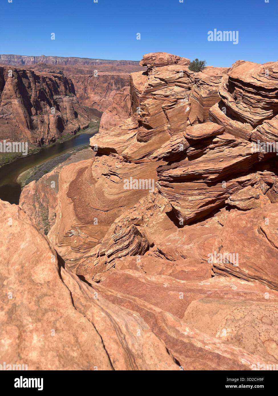 Grand Canyon: desert landscape, flowering plants, sandstone cliffs and ...