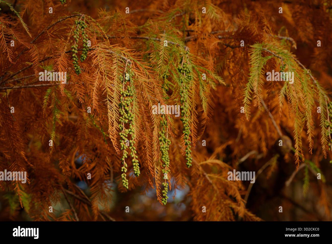 Taxodium distichum orange needles hi-res stock photography and images ...