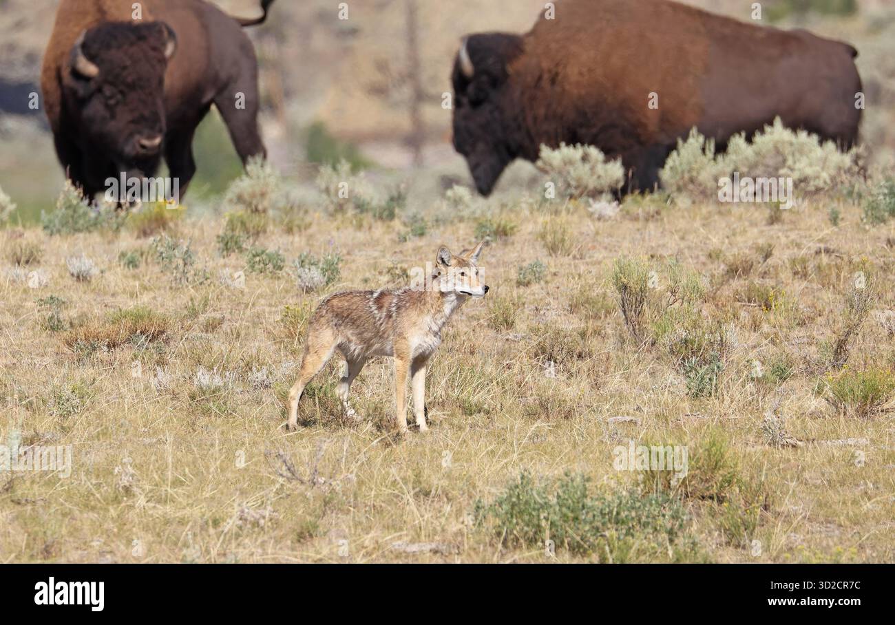 Coyote bison lamar valley hi-res stock photography and images - Alamy