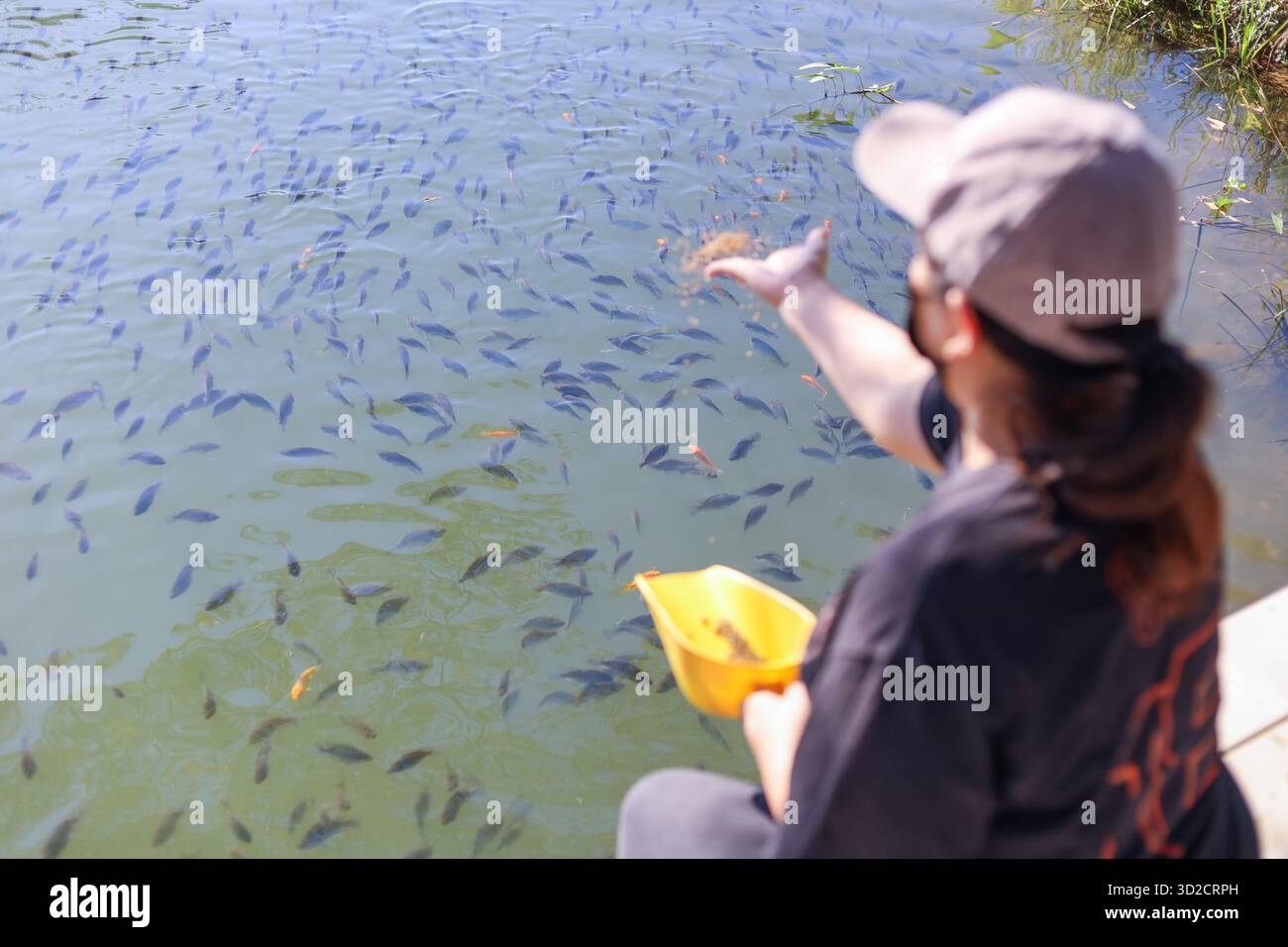 Many schools of young tilapia and ruby fish in the fish ponds Feeding ...