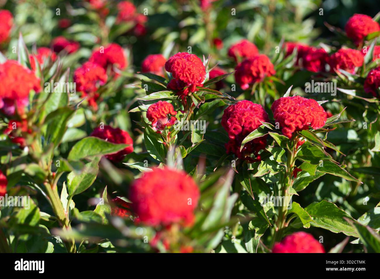 Selective focus Celosia Cristata Chief Fire flowers are bright red. The ...