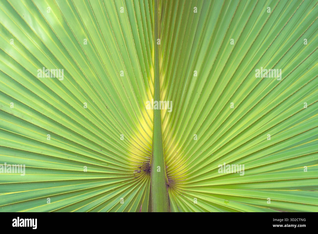 Natural geometry found in hi-res stock photography and images - Alamy