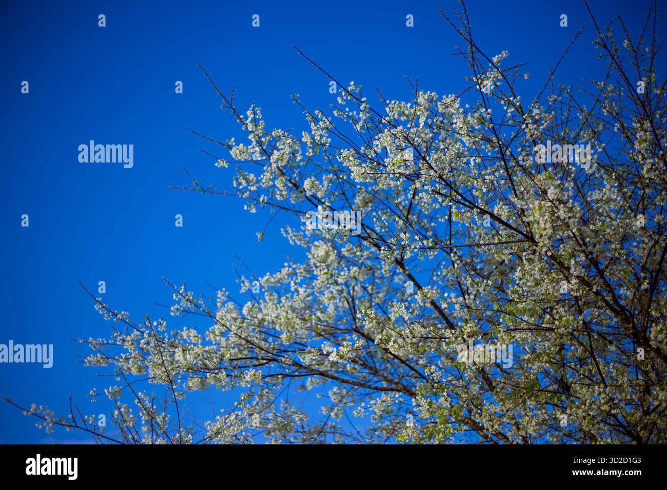 Wild Himalayan Cherry soft white, bright morning sky background. Cherry ...