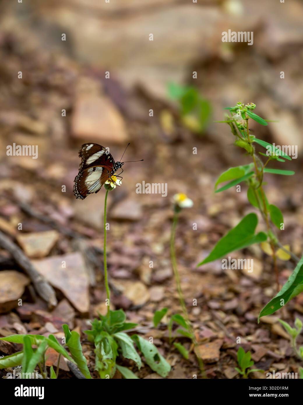Hypolimnas misippus or Danaid eggfly mimic or diadem a species of ...