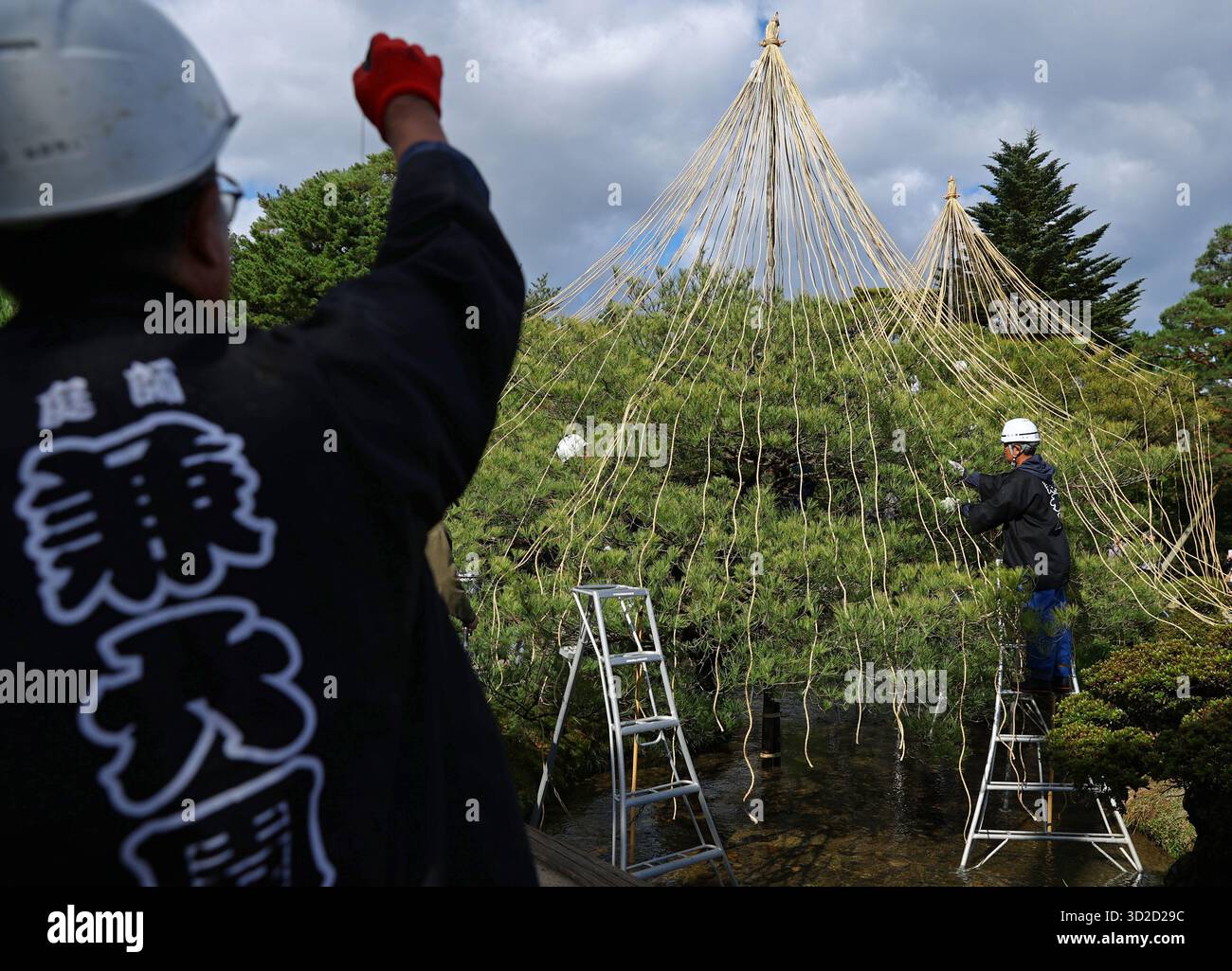 A photo shows the "yukitsuri" work that began at Kenroku-en Garden in ...