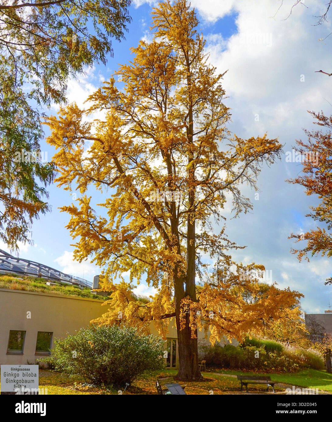 Ginkobaum Ginkgoacae China - gesehen am 31.10.2025 im Berggarten in ...