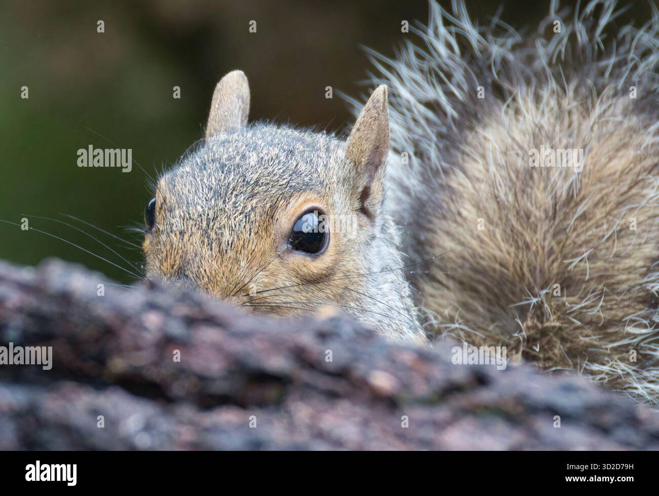 a close up of a grey squirrel as he peeks from behind a log. Just one ...