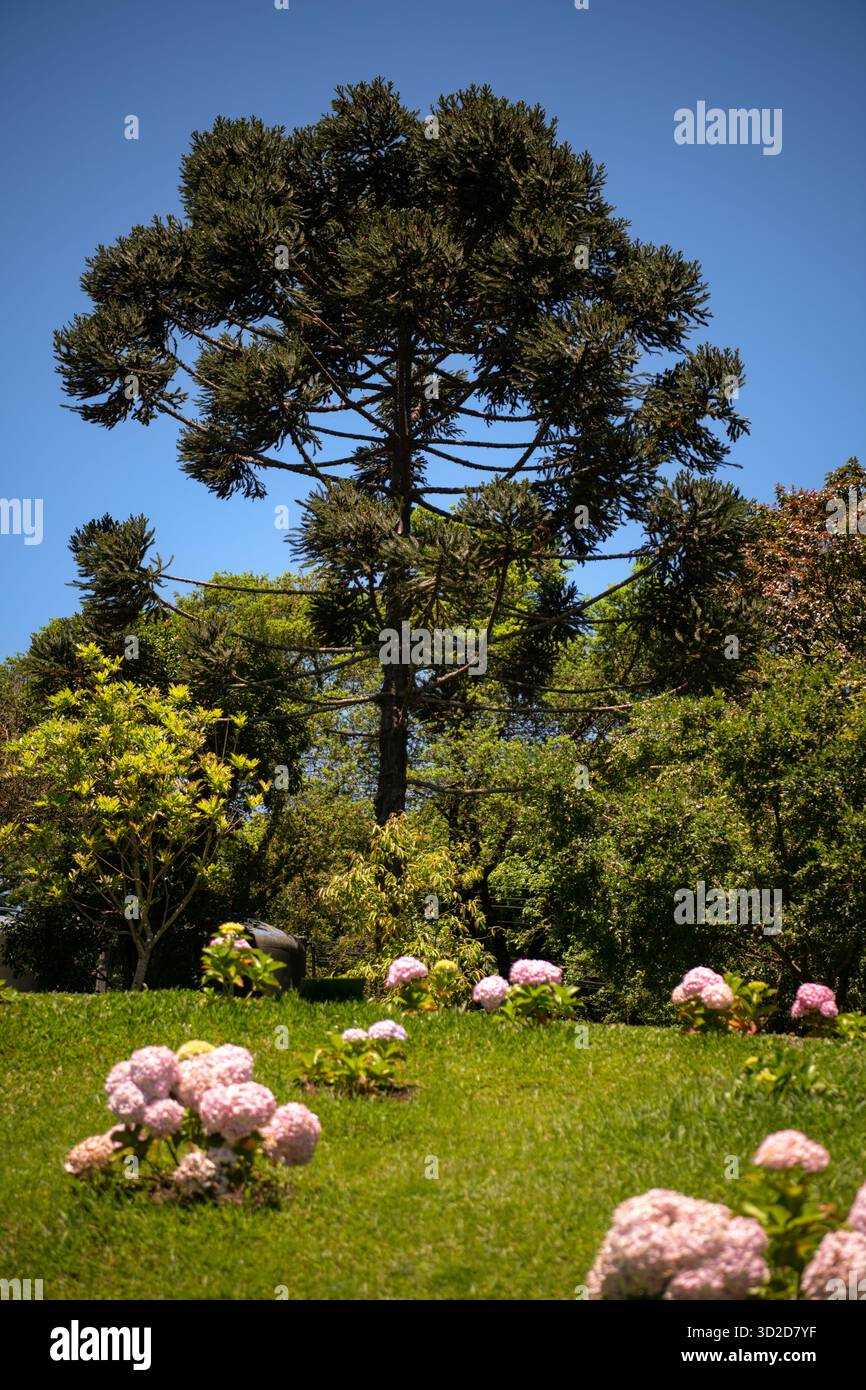 Araucaria Tree and Hydrangeas under a Clear Blue Sky – Curitiba, Brazil ...