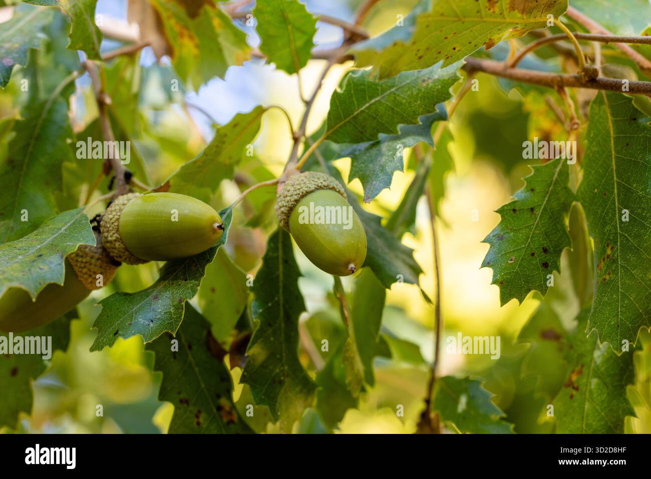 Foliage and acorns of Quercus faginea. Photo taken in Madrid Province ...