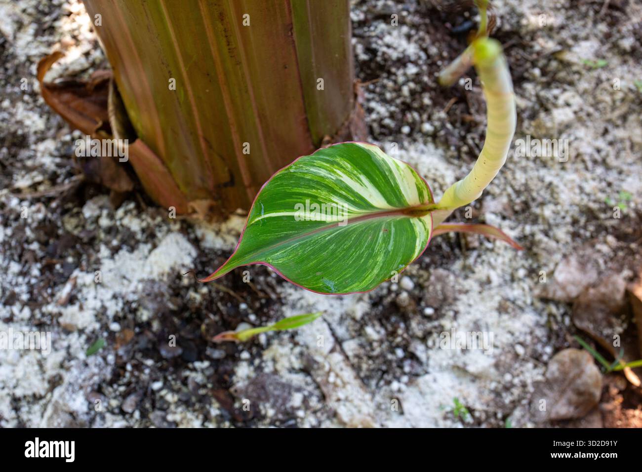 Selective focus, a small Musa Florida Variegated plant growing Musa ...