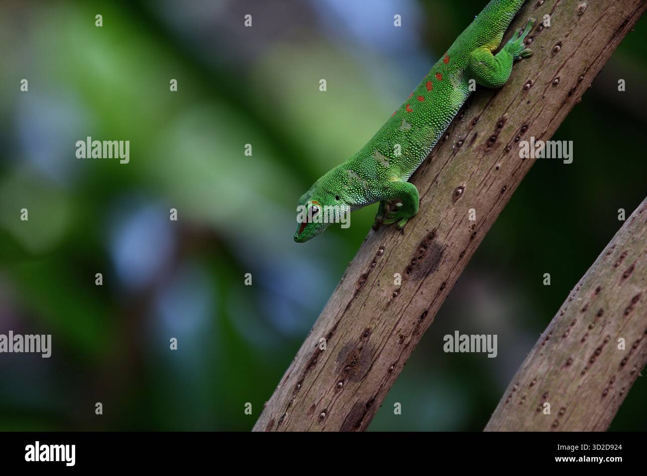 Madagascar day geckos hi-res stock photography and images - Alamy