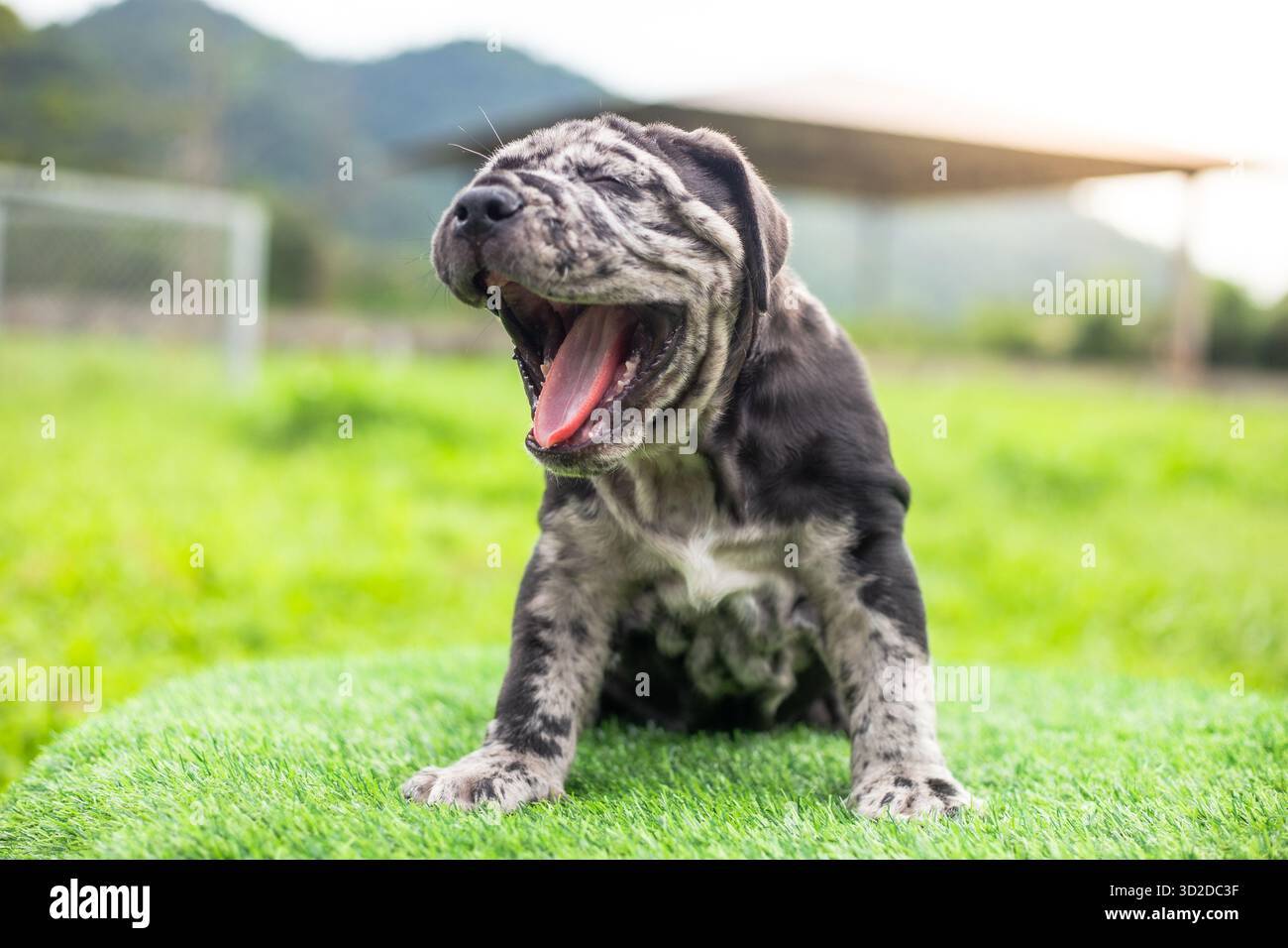 selective focus cute little black and white puppies with gray spots ...