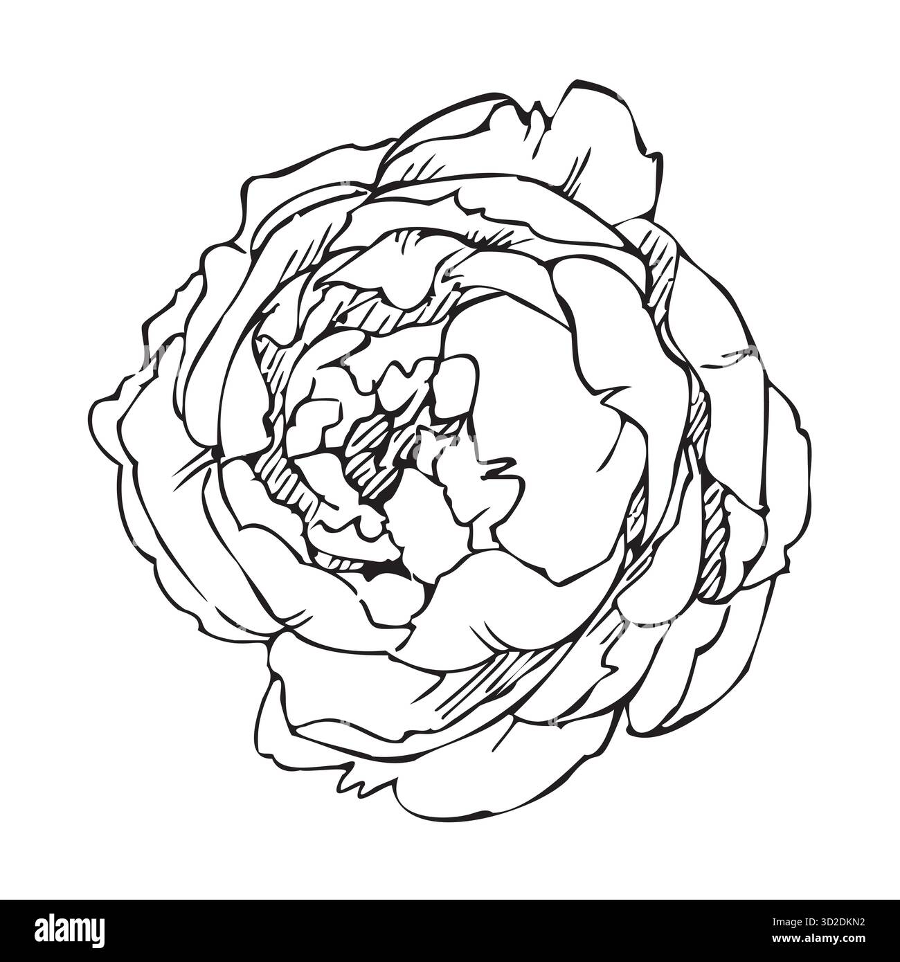 Line drawing peony flower Black and White Stock Photos & Images - Alamy
