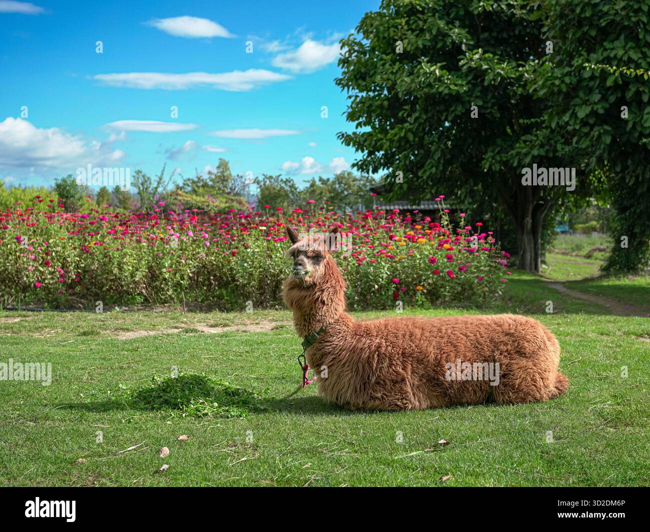 Alpaca sitting on a field, feeding on grass Stock Photo - Alamy