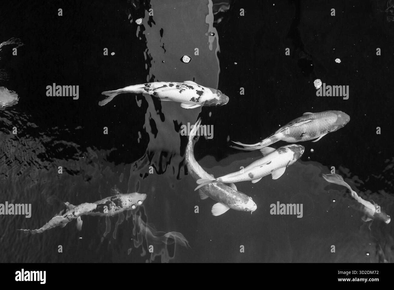 Black and white texture background, many koi fish in the pond. Koi fish ...