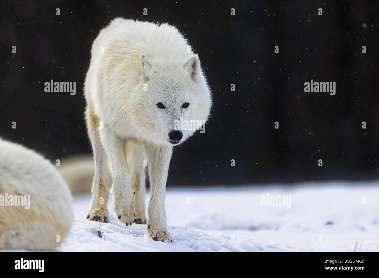 Arctic wolf (Canis lupus arctos) cautiously walking towards us Stock ...