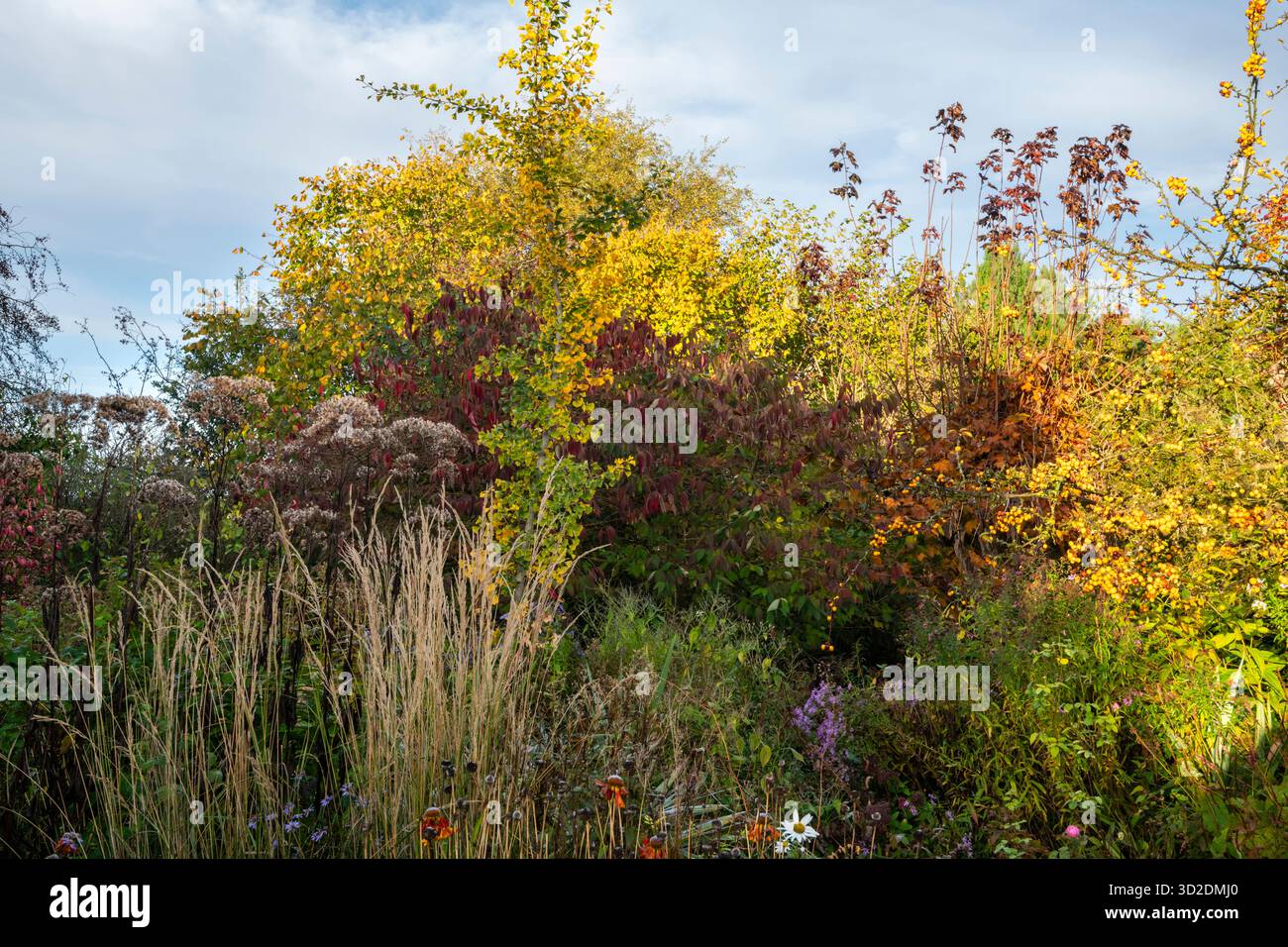 Beautiful English country garden full of plants showing autumn colour ...