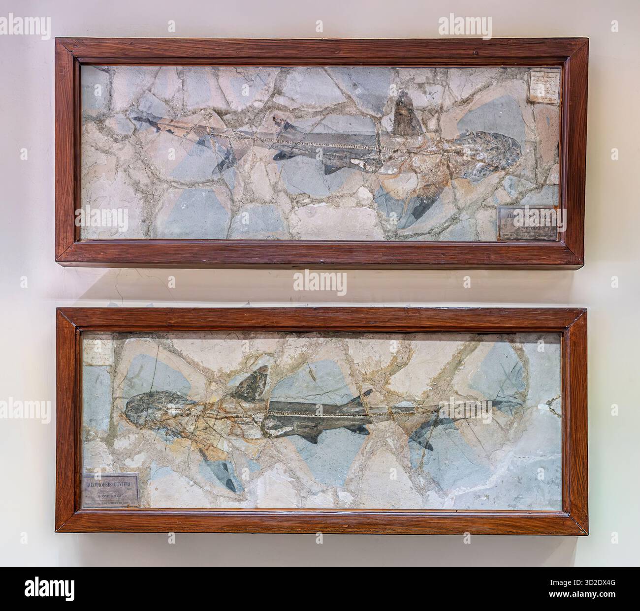 Double fossil impression of an excellent specimen of the prehistoric ...