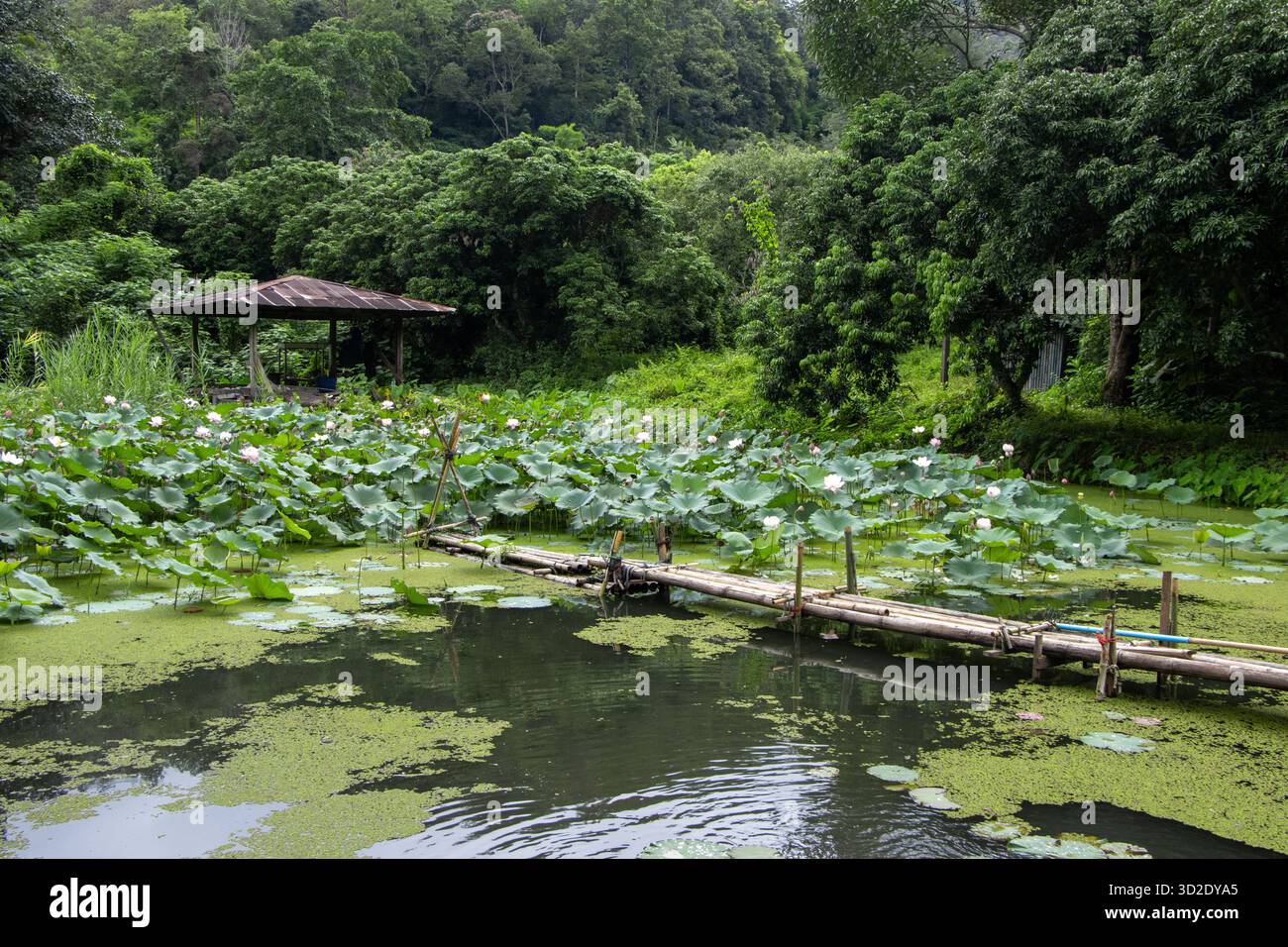 many lotuses pop up in a natural pond A fish pond with lots of lotus ...