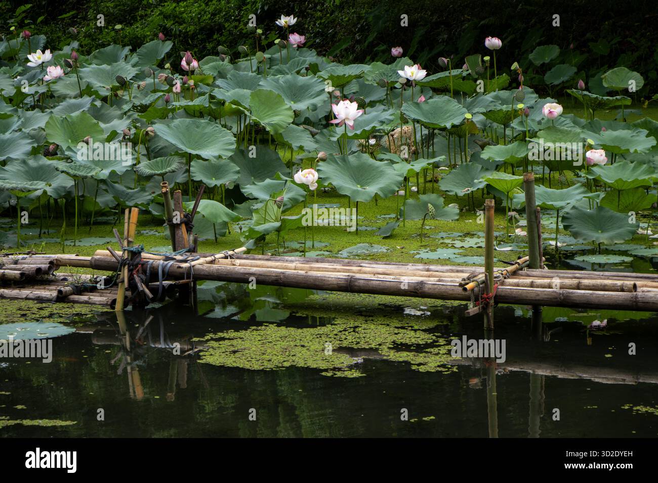 many lotuses pop up in a natural pond A fish pond with lots of lotus ...