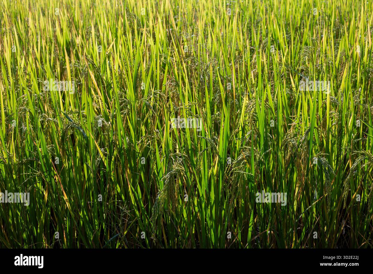 texture background Rice plants in the green field Stock Photo - Alamy