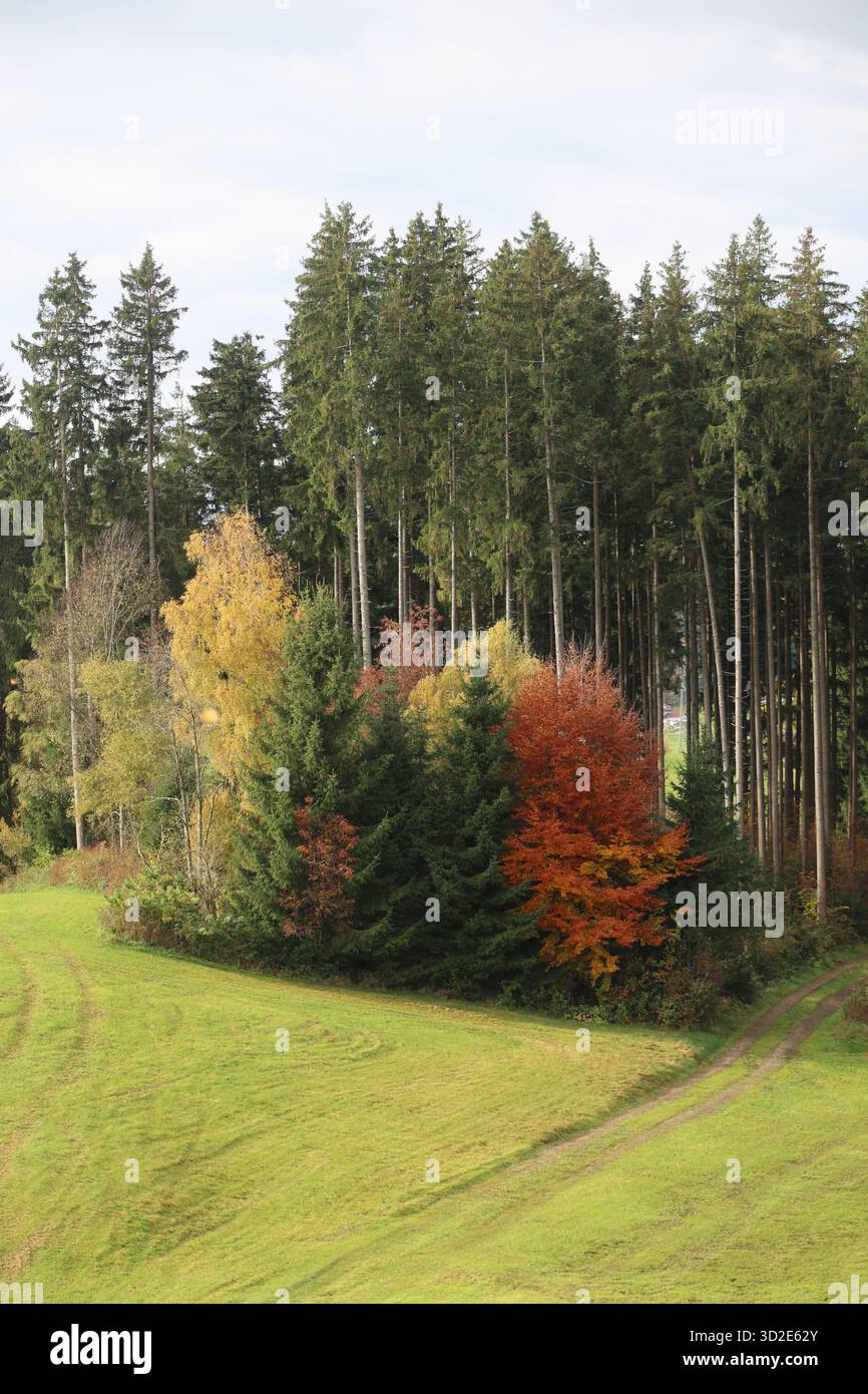 Forest with trees in various stages of autumn Stock Photo - Alamy