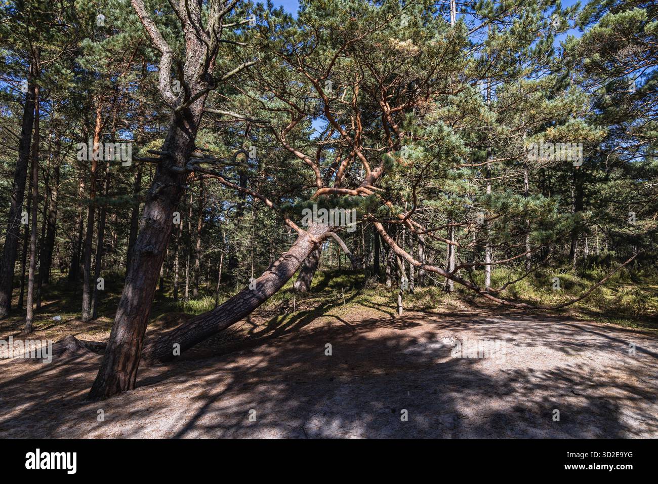 Old pine tree in Mierzeja Sarbska landscape nature reserve in the area ...