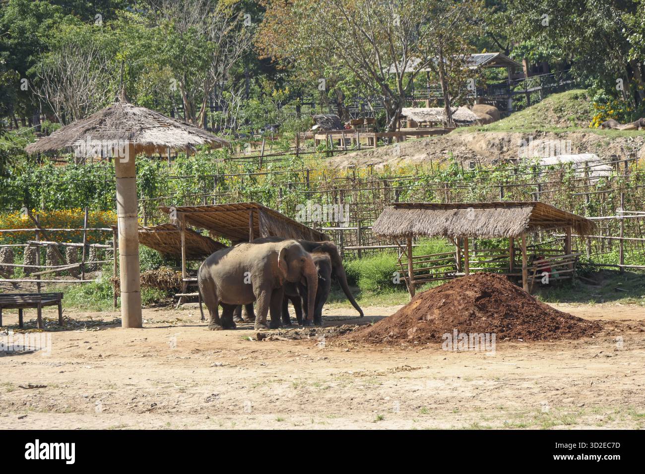 Peaceful Asian elephant mother and young calf stand together in natural ...