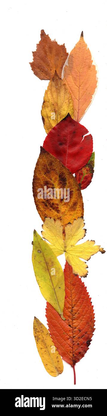 A strip of autumn leaves isolated on a white background Stock Photo - Alamy