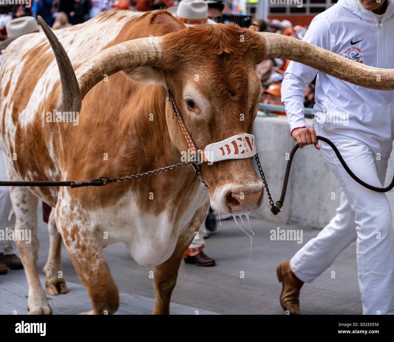 Nov 1, 2025. Bevo XV of the Texas Longhorns before the game vs the ...