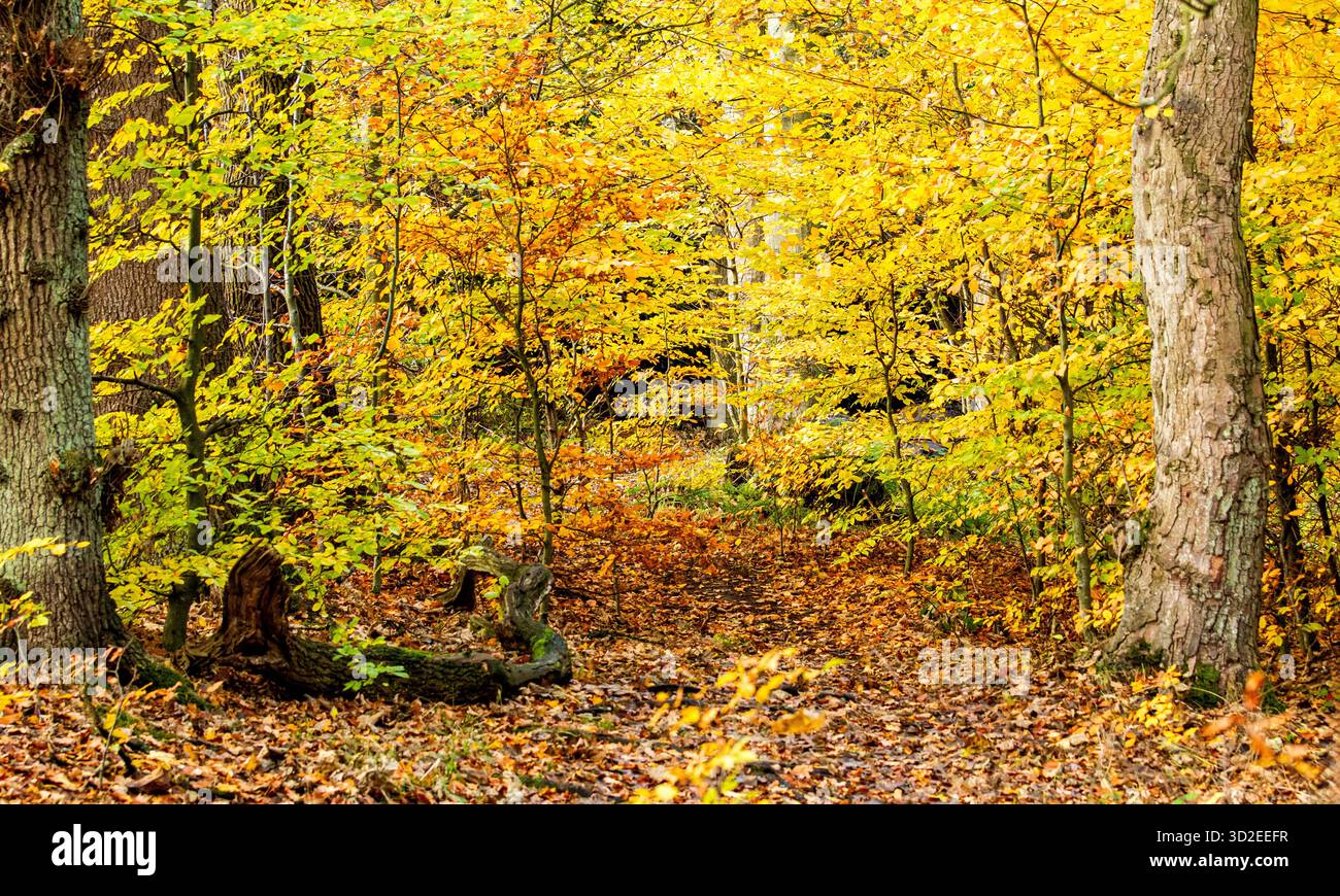 Uk weather november 2025 hi-res stock photography and images - Alamy